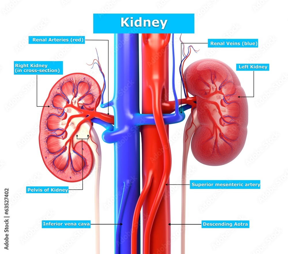 Anatomy of kidney cross section with names Stock Illustration | Adobe Stock