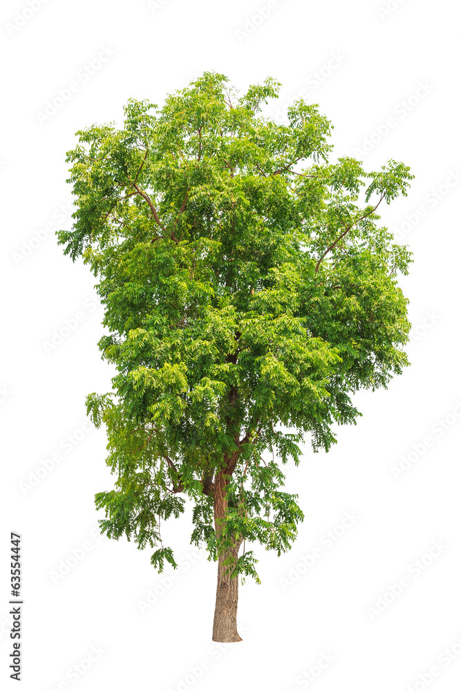 Neem plant (Azadirachta indica), tropical tree in Thailand Stock Photo ...