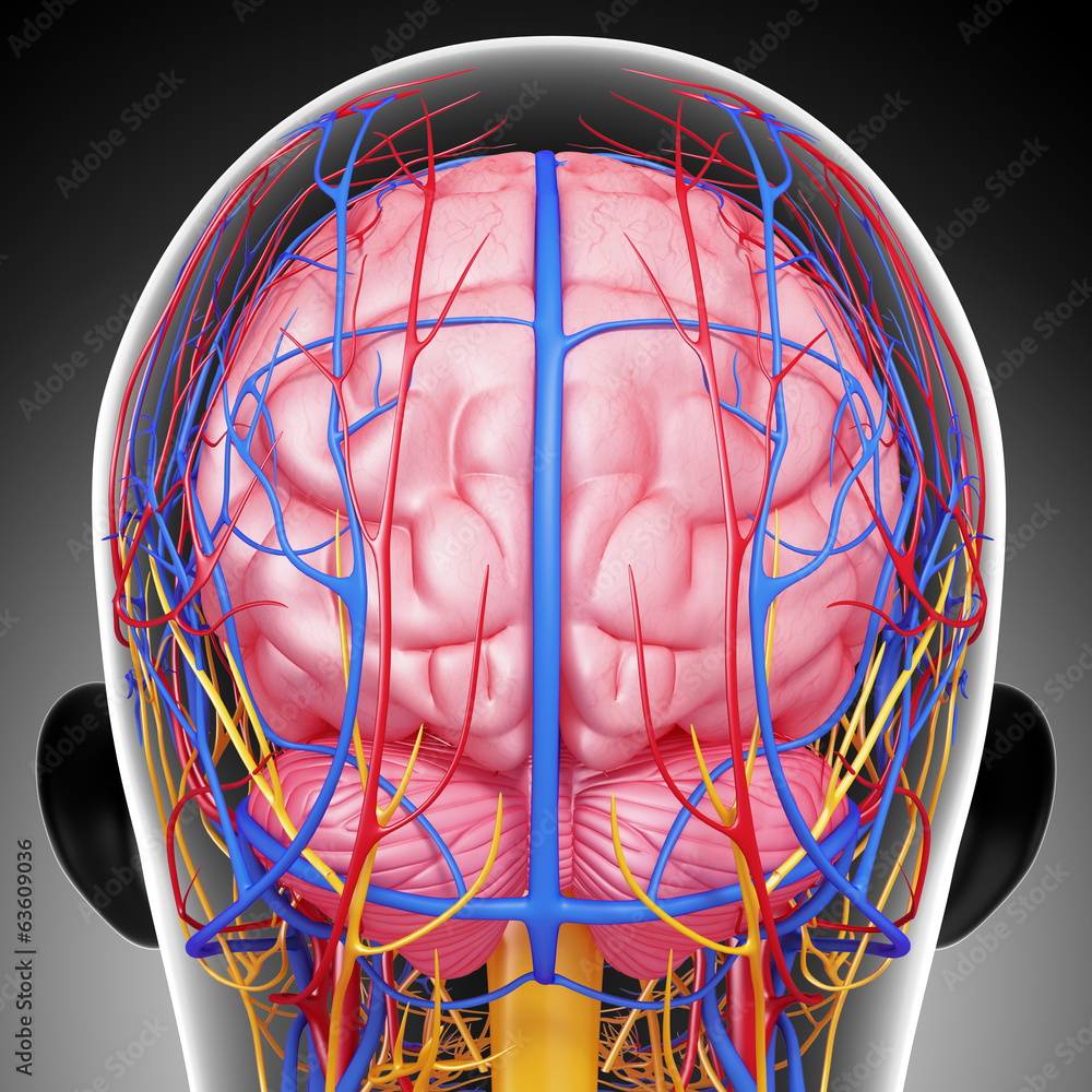 Anatomy of circulatory system and nervous system with brain Stock ...