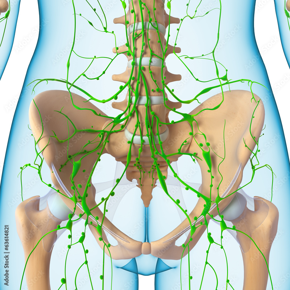 3d Anatomy of lymphatic system with pelvic girdle Stock Photo | Adobe Stock