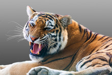Tiger Growling Free Stock Photo - Public Domain Pictures