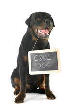 Rottweiler Dog Poster Free Stock Photo - Public Domain Pictures