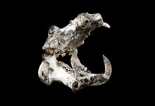 Hippopotamus Skull Free Stock Photo - Public Domain Pictures