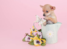 Chihuahua Dog Puppy Flowers Free Stock Photo - Public Domain Pictures