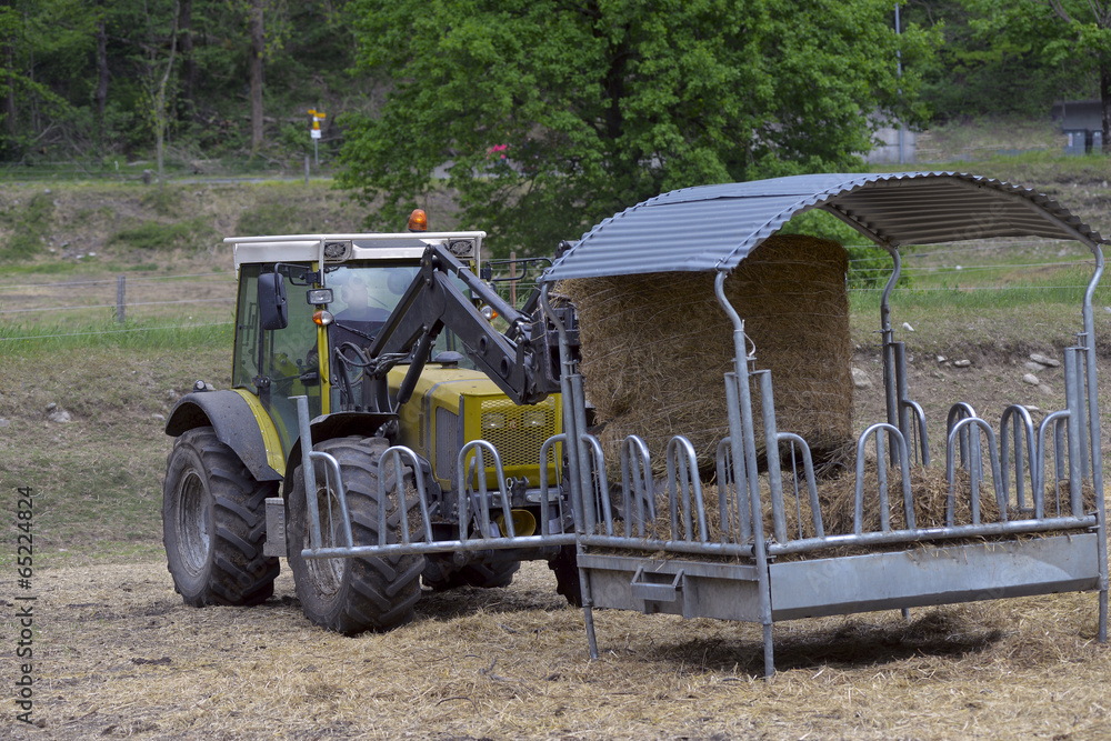 tractor driven hay feeder for cattle Stock Photo | Adobe Stock