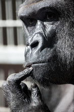 Thinking Gorilla Free Stock Photo - Public Domain Pictures