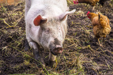 Pig And Chicken Farm Free Stock Photo - Public Domain Pictures