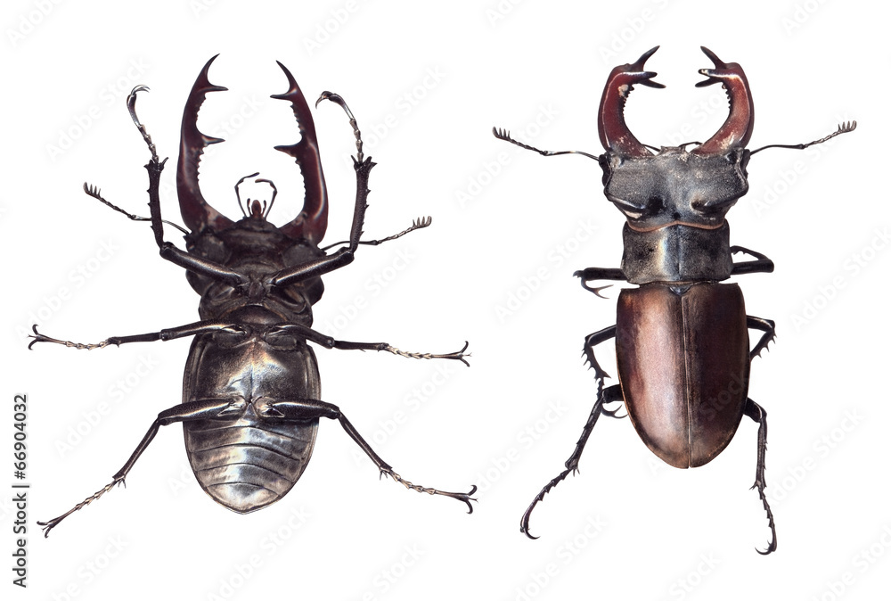 Stag beetle Lucanus cervus isolated on white. Top and Bottom Stock ...