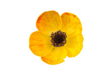Yellow Poppy Free Stock Photo - Public Domain Pictures