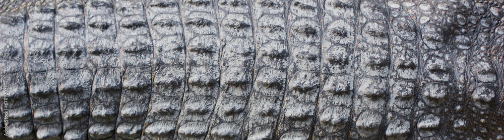 Crocodile skin texture Stock Photo | Adobe Stock