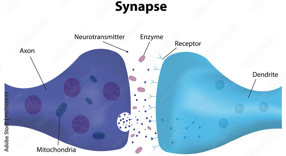 Synapse Labeled Diagram Stock Illustration | Adobe Stock