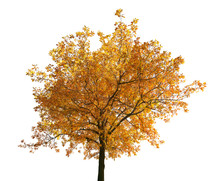 Oak Tree In Fall Free Stock Photo - Public Domain Pictures