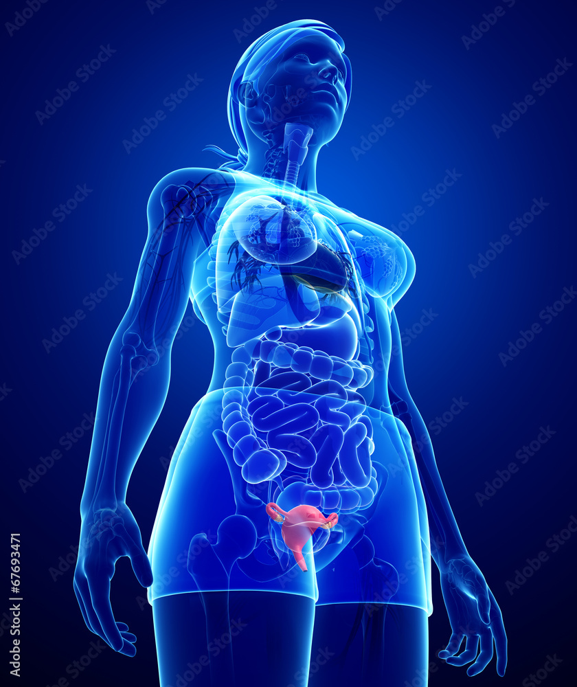 Female Uterus Anatomy Stock Illustration Adobe Stock