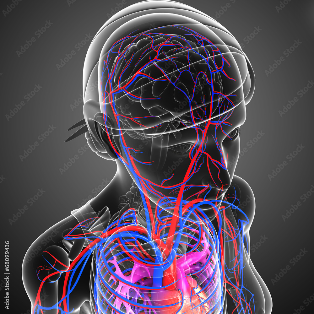 Brain circulatory system Stock Illustration | Adobe Stock