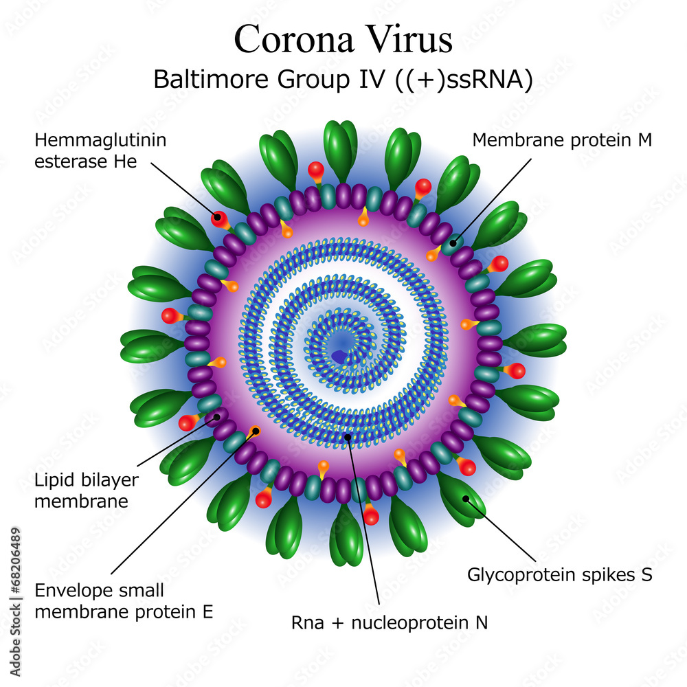 Diagram of Corona virus particle structure. Coronavirus isolated vector ...