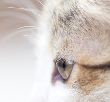 Black Panther Smelling Perfume Free Stock Photo - Public Domain Pictures