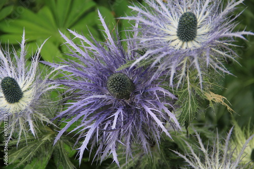 Photo Stock chardon bleu des Alpes | Adobe Stock