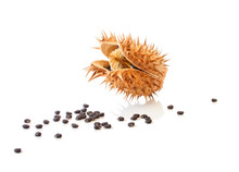 Dry Jimson Weed Seed Capsule Free Stock Photo - Public Domain Pictures