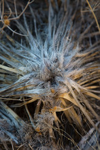 Dead Yucca Plant Free Stock Photo - Public Domain Pictures