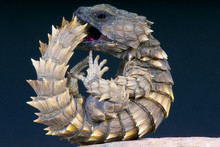 Spiky Lizard Free Stock Photo - Public Domain Pictures