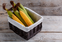 Fresh Unhusked Corn Free Stock Photo - Public Domain Pictures