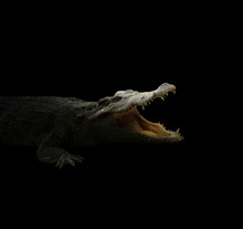 Crocodile At Night Free Stock Photo - Public Domain Pictures