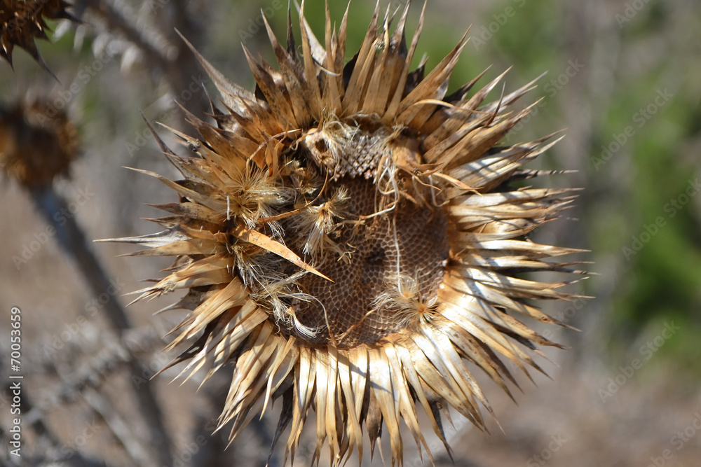Dry spiny flower Stock Photo | Adobe Stock