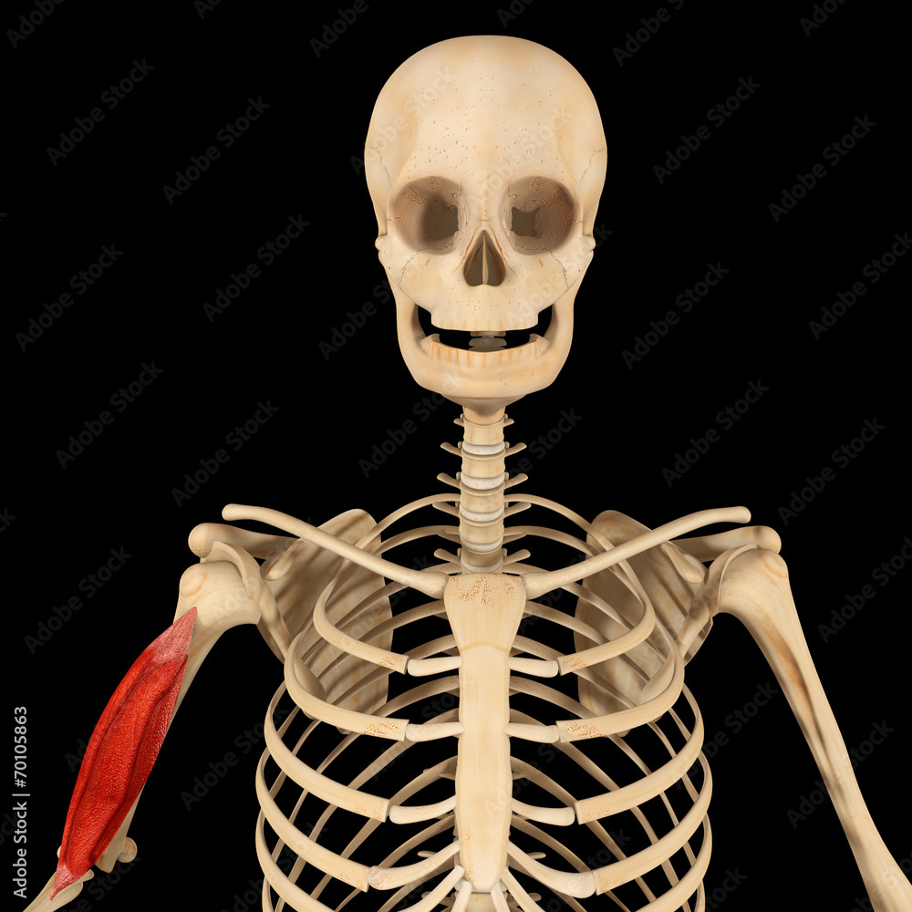 Humerus muscle Stock Illustration | Adobe Stock