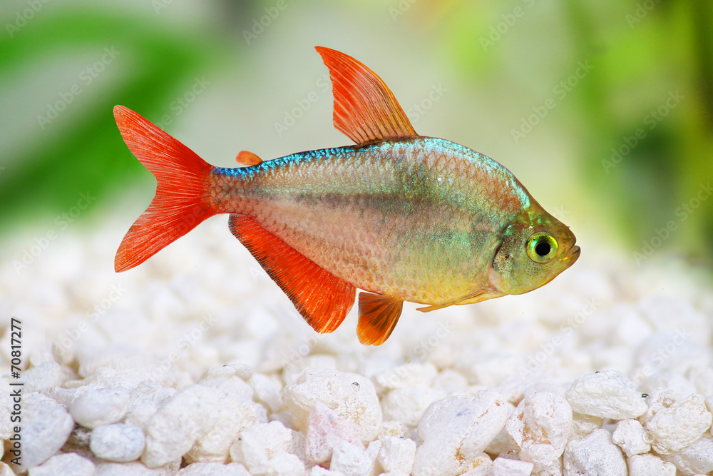red-blue Columbian Tetra Hyphessobrycon columbianus Stock Photo | Adobe ...