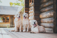 Labrador Retriever In Country Field Free Stock Photo - Public Domain ...