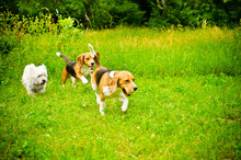 Tres perros en el campo Stock de Foto gratis - Public Domain Pictures