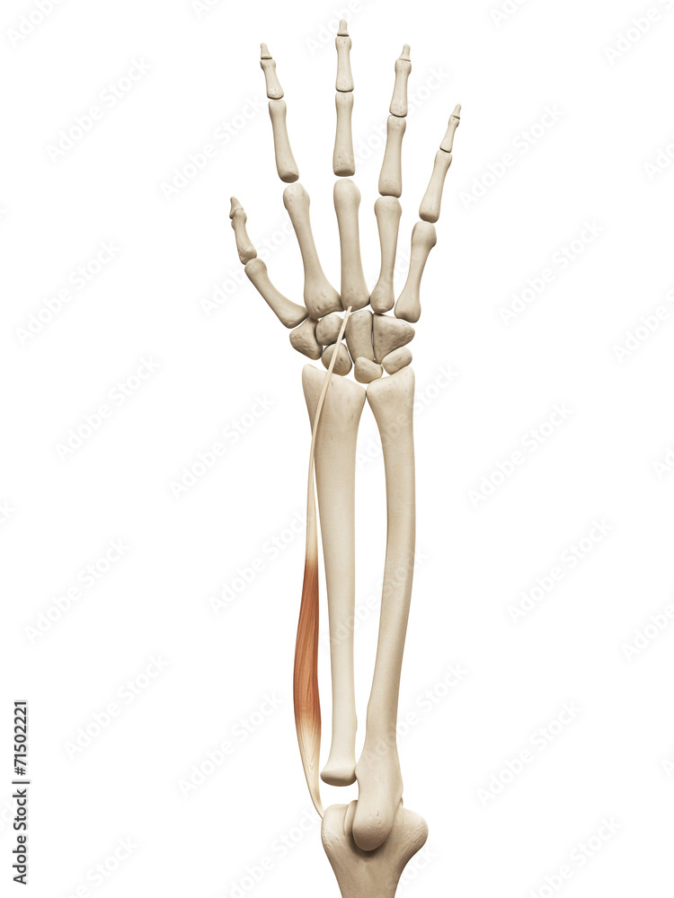 Ilustração muscle anatomy - the extensor carpi radialis brevis do Stock ...
