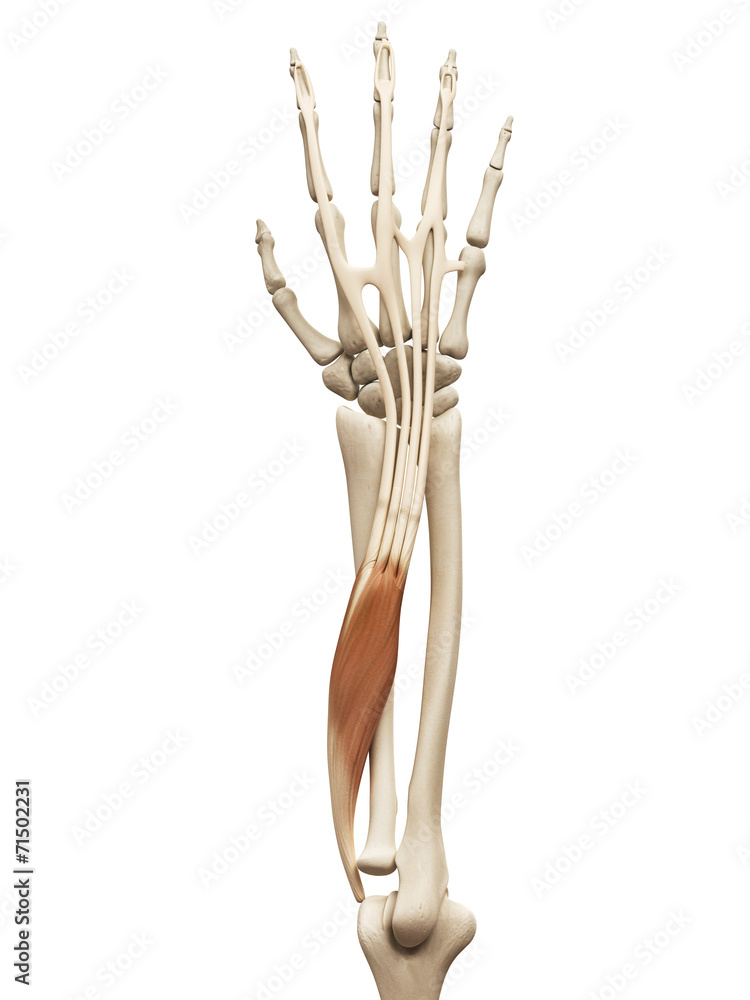 muscle anatomy - the extensor digitorum Stock Illustration | Adobe Stock