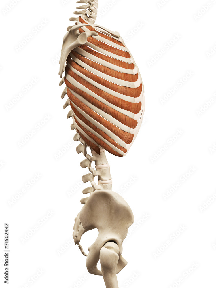muscle anatomy - the outer intercostals Stock Illustration | Adobe Stock