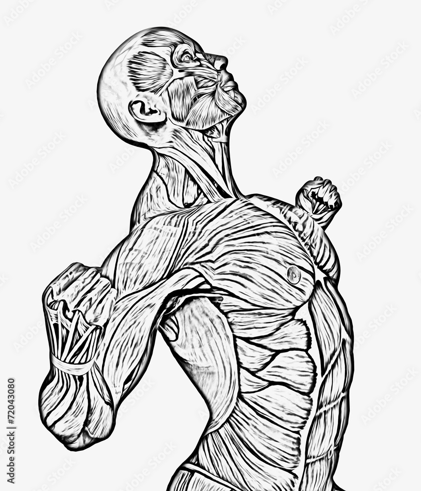 muscle man strong pose close up line drawing Stock Illustration | Adobe ...