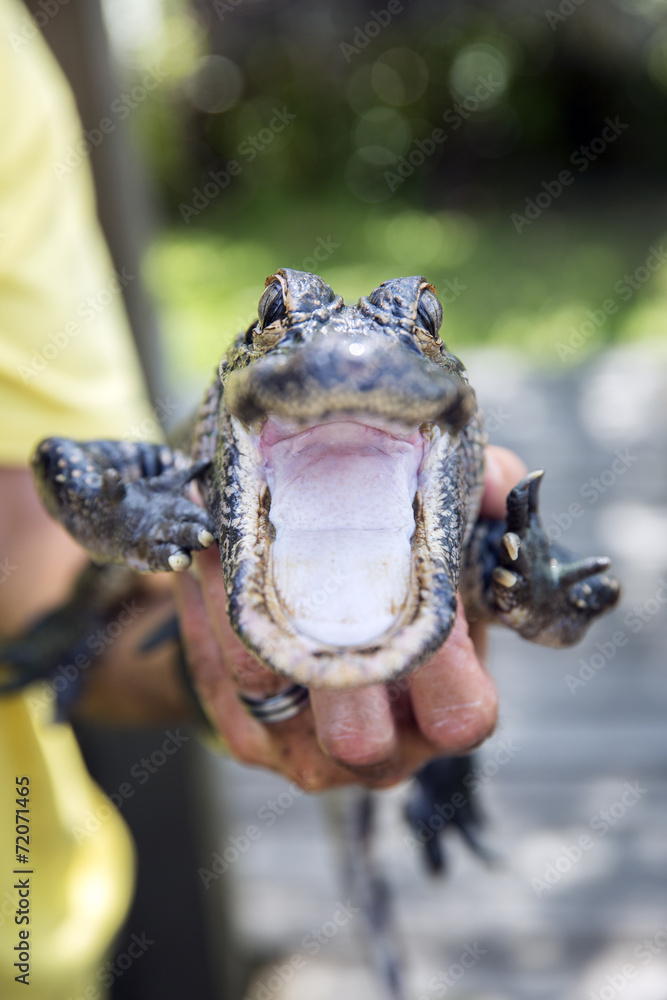 Cute baby alligator, mouth wide open, Everglades, Florida. Stock Photo ...