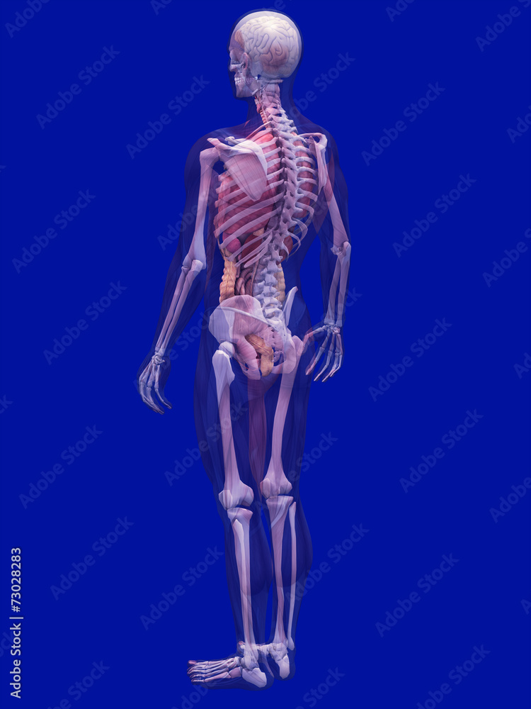 Skeleton X-Ray with Muscles and Internal Organs Stock Illustration ...