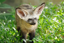 Bat Eared Fox Free Stock Photo - Public Domain Pictures