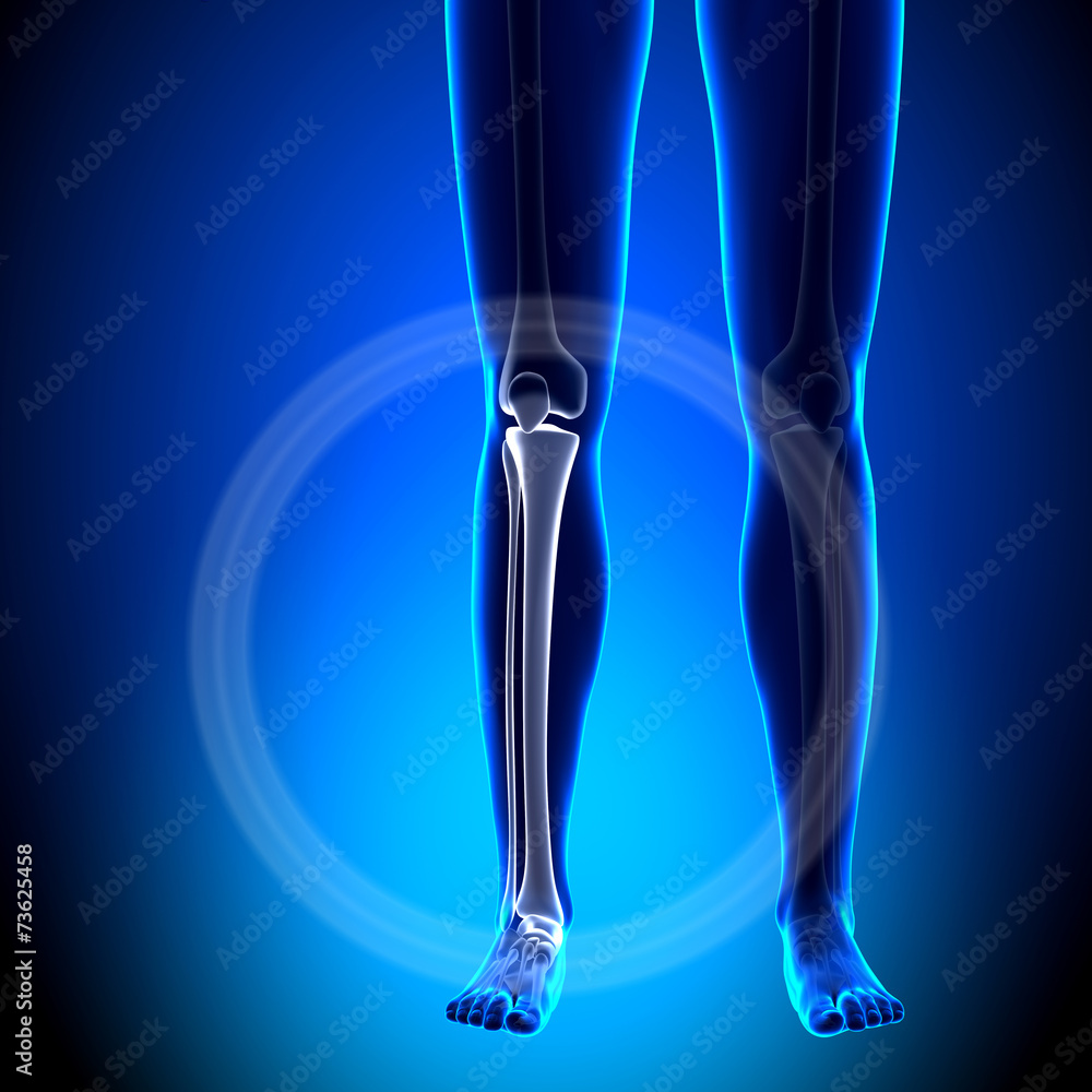 Female Tibia / Fibula - Anatomy Bones Stock Illustration | Adobe Stock