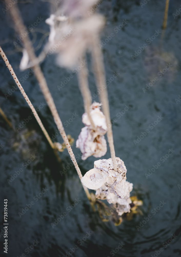 Oyster Shell farming aquaculture nets Fishery equipment Stock Photo ...