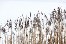 Marsh Rushes Free Stock Photo - Public Domain Pictures