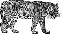 Tiger Vintage Illustration Free Stock Photo - Public Domain Pictures