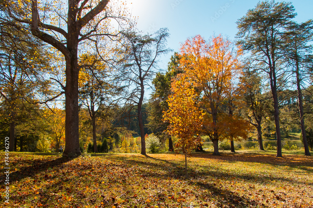 Meadow in autumn park Stock Photo | Adobe Stock