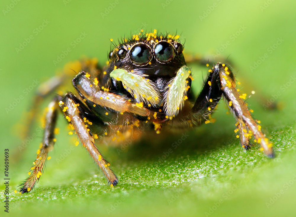 Black small jumping spider covered with pollen Stock Photo | Adobe Stock