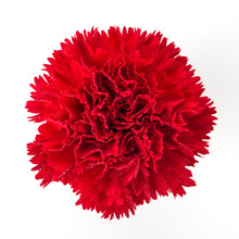 Single Red Carnation Free Stock Photo - Public Domain Pictures