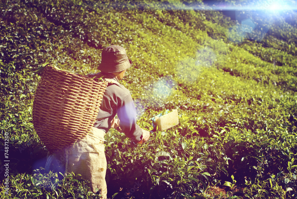 Manual Worker Picking Tea Plantation Harvesting Industry Job Stock ...