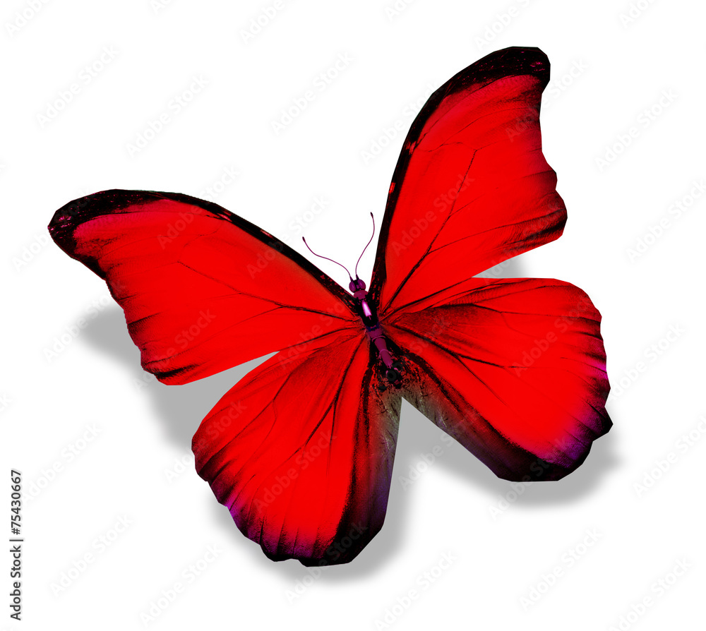 Morpho red butterfly , isolated on white Stock Illustration | Adobe Stock