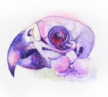 Parrot Skeleton Free Stock Photo - Public Domain Pictures