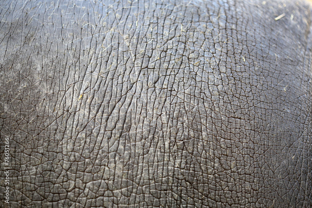 Texture Hippo Skin of Hippopotamus Background Stock Photo | Adobe Stock