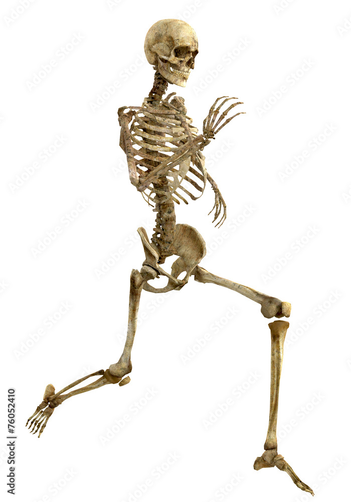 skeleton running Stock Illustration | Adobe Stock